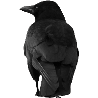 Download Crow Free PNG photo images and clipart | FreePNGimg