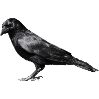 Download Crow Free PNG photo images and clipart | FreePNGimg