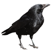 Download Crow Free PNG photo images and clipart | FreePNGimg