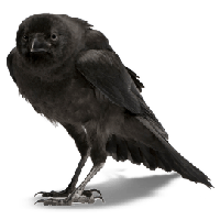Crow Png Image Transparent HQ PNG Download | FreePNGImg