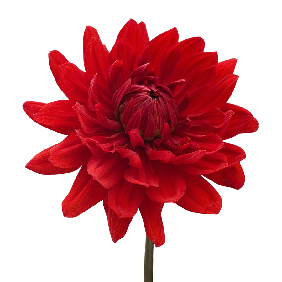 Dahlia Download Png Transparent HQ PNG Download FreePNGimg