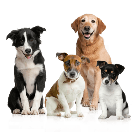 Dog Png Image Picture Download Dogs Transparent HQ PNG Download