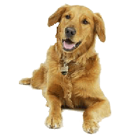 Dog Png Image Transparent HQ PNG Download | FreePNGimg