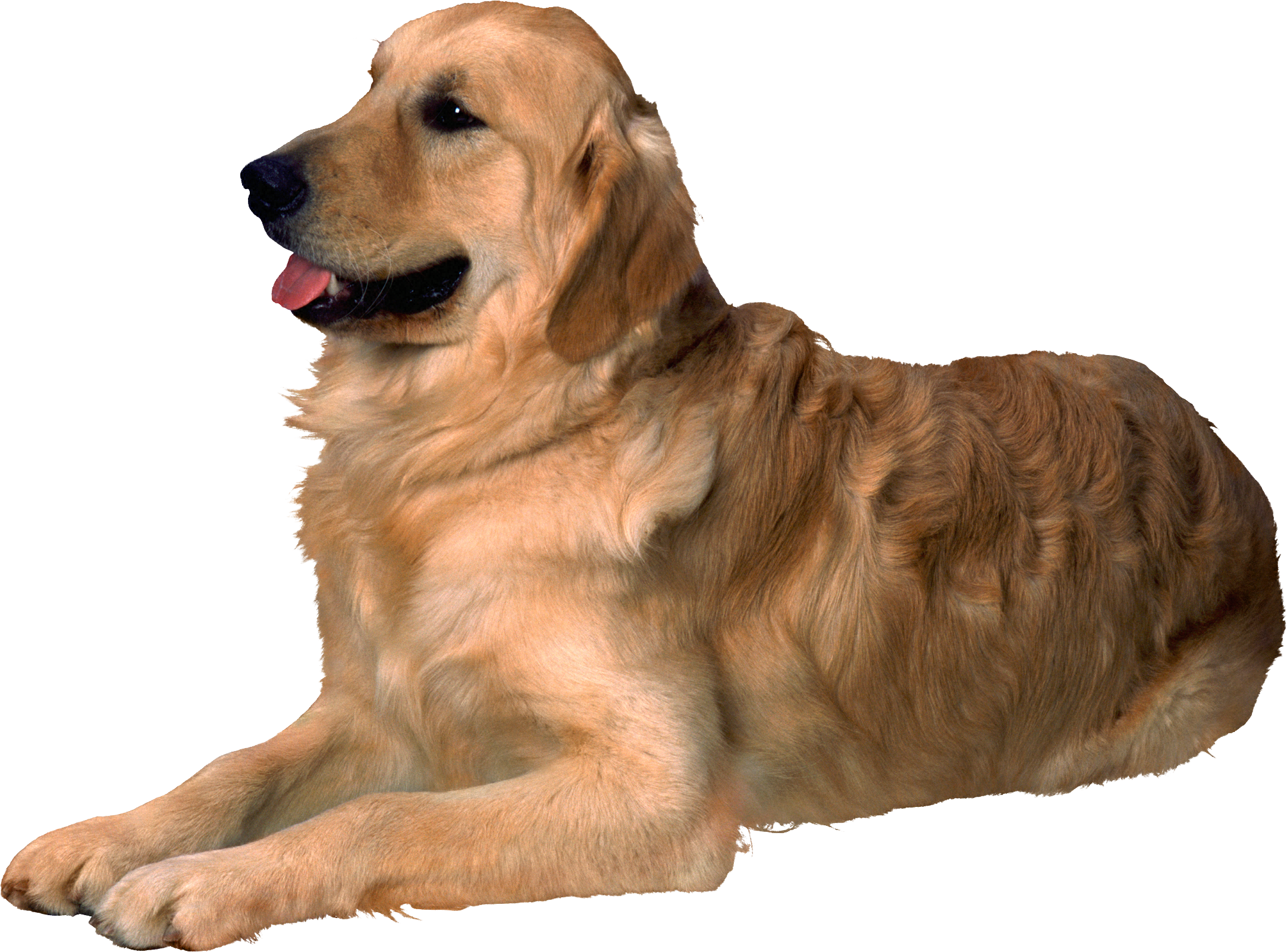 Dog Transparent HQ PNG Download | FreePNGimg