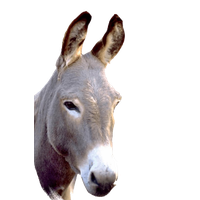Download Donkey Free PNG photo images and clipart | FreePNGimg