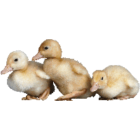 Duck Transparent Background Transparent HQ PNG Download | FreePNGImg