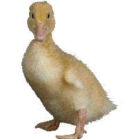 Duck Png Image Transparent HQ PNG Download | FreePNGimg