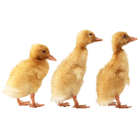 Duck Transparent Background Transparent HQ PNG Download | FreePNGImg