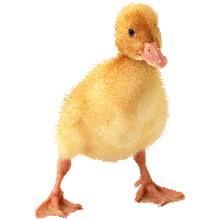 Duck Transparent Background Transparent HQ PNG Download | FreePNGImg