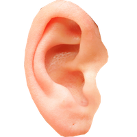 Download Ear Free PNG photo images and clipart | FreePNGimg