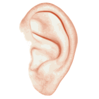 Ear Png Transparent HQ PNG Download | FreePNGImg
