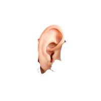 Download Ear Free PNG photo images and clipart | FreePNGimg