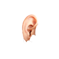 Ear Vector HD Image Free Transparent HQ PNG Download | FreePNGImg