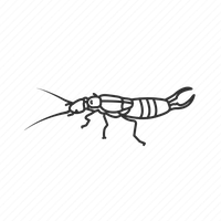 Earwig Transparent HQ PNG Download | FreePNGimg