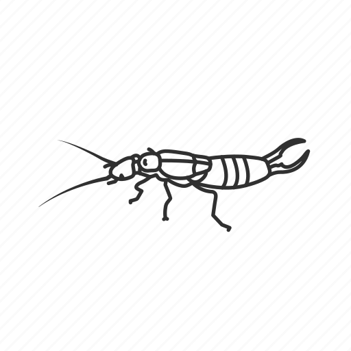 Earwig Transparent HQ PNG Download | FreePNGimg