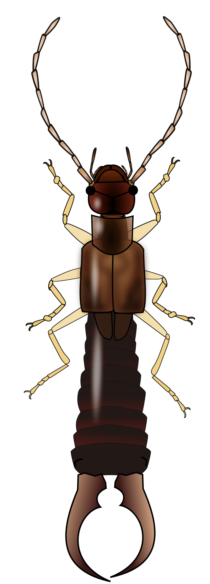 Earwig Transparent HQ PNG Download | FreePNGimg