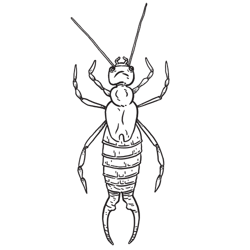 Earwig Transparent HQ PNG Download | FreePNGimg