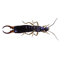 Earwig Transparent HQ PNG Download | FreePNGimg