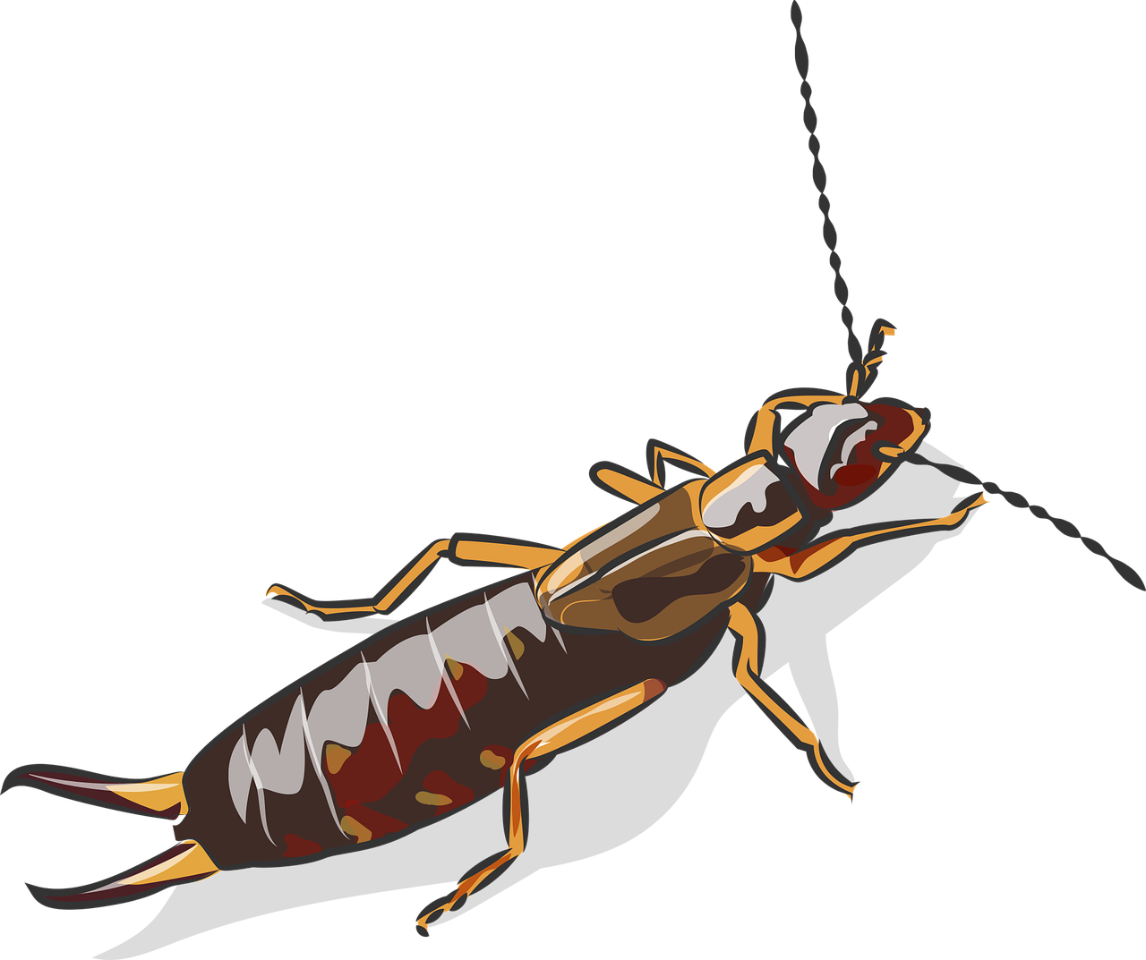 Earwig Transparent HQ PNG Download | FreePNGimg
