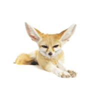 Fennec Fox Transparent HQ PNG Download | FreePNGImg