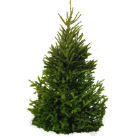 Fir-Tree Transparent Transparent HQ PNG Download | FreePNGImg