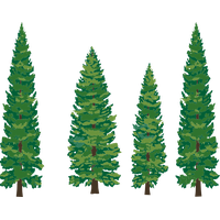 Fir-Tree Transparent Transparent HQ PNG Download | FreePNGimg