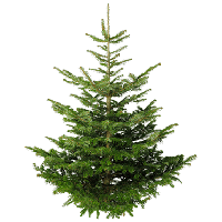 Fir-Tree Png Image Transparent HQ PNG Download | FreePNGImg