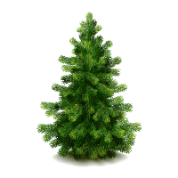 Fir-Tree Png Image Transparent HQ PNG Download | FreePNGimg