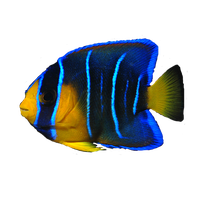 Download Fish Free PNG photo images and clipart | FreePNGimg