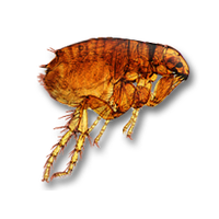 Flea Transparent HQ PNG Download | FreePNGimg