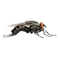 Flies Transparent Image Transparent HQ PNG Download | FreePNGImg