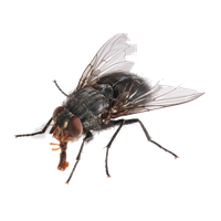 Flies Transparent Image Transparent HQ PNG Download | FreePNGImg