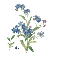 Forget Me Not Transparent Background Transparent HQ PNG Download ...