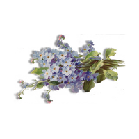 Forget Me Not Transparent Background Transparent HQ PNG Download ...