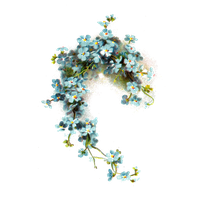 Forget Me Not Transparent Background Transparent HQ PNG Download ...