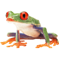 Frog Png Image Transparent HQ PNG Download | FreePNGimg