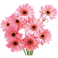 Gerbera Transparent Background Transparent HQ PNG Download | FreePNGImg