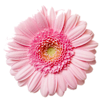 Gerbera Transparent Background Transparent HQ PNG Download | FreePNGImg