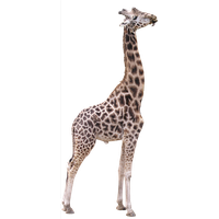 Giraffe PNG Download Free Transparent HQ PNG Download | FreePNGimg