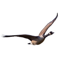 Goose Transparent Background Transparent HQ PNG Download | FreePNGImg