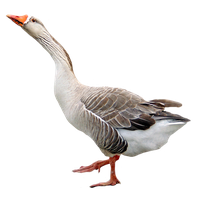 Goose Free Download Transparent HQ PNG Download | FreePNGImg
