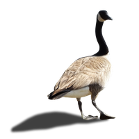 Goose Transparent Image Transparent HQ PNG Download | FreePNGImg