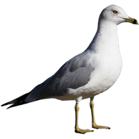 Gull Transparent HQ PNG Download | FreePNGimg