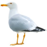 Gull Transparent HQ PNG Download | FreePNGimg