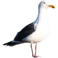 Gull Transparent HQ PNG Download | FreePNGimg