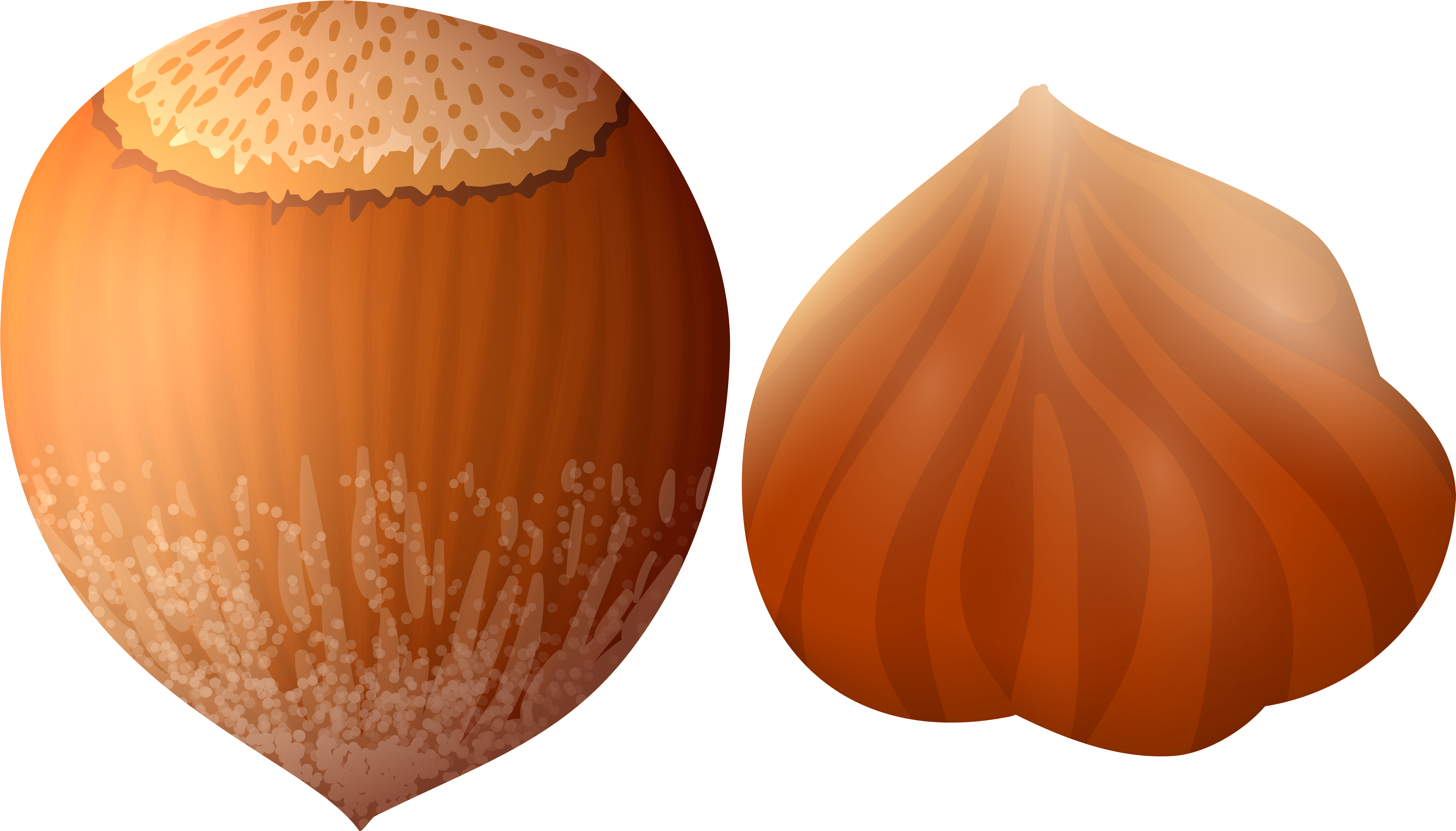Hazelnut Transparent HQ PNG Download | FreePNGimg