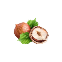 Download Hazelnut Free PNG photo images and clipart | FreePNGimg