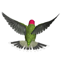 Download Hummingbird Free PNG photo images and clipart | FreePNGimg