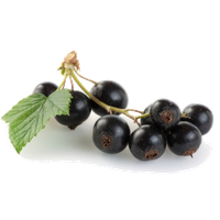Jamun Java Plum Transparent Image Transparent HQ PNG Download | FreePNGImg
