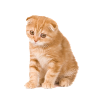 Download Kitten Free PNG photo images and clipart | FreePNGimg